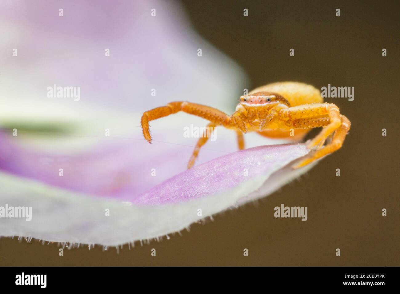 Thomisus is a genus of crab spiders (family Thomisidae) with around 150 ...