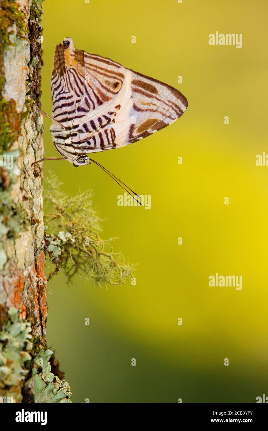 Dirce beauty, mosaic or zebra mosaic (Colobura dirce), is a butterfly ...