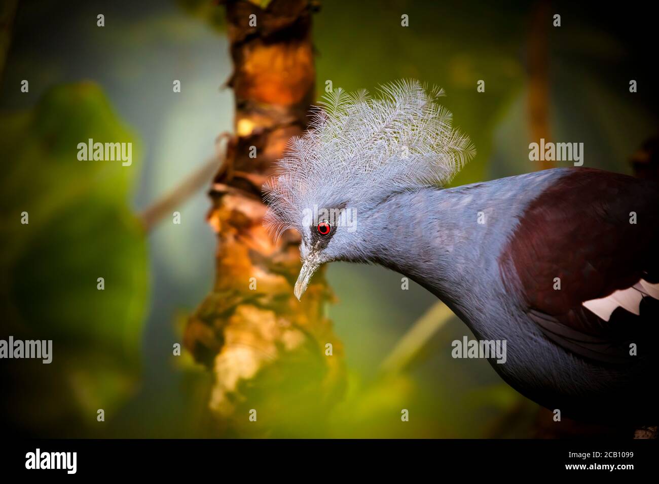 Southern crowned pigeon Goura scheepmakeri sclateri. Wildlife bird. Zoo ...