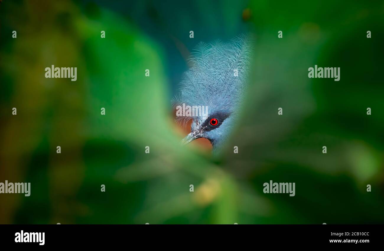 Southern crowned pigeon Goura scheepmakeri sclateri. Wildlife bird. Zoo ...