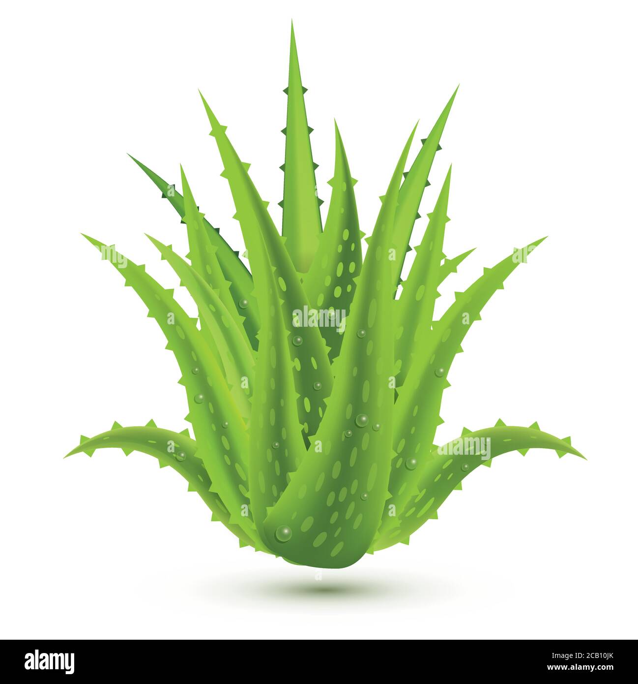 Aloe vera plant growing Stock Vector Images - Alamy