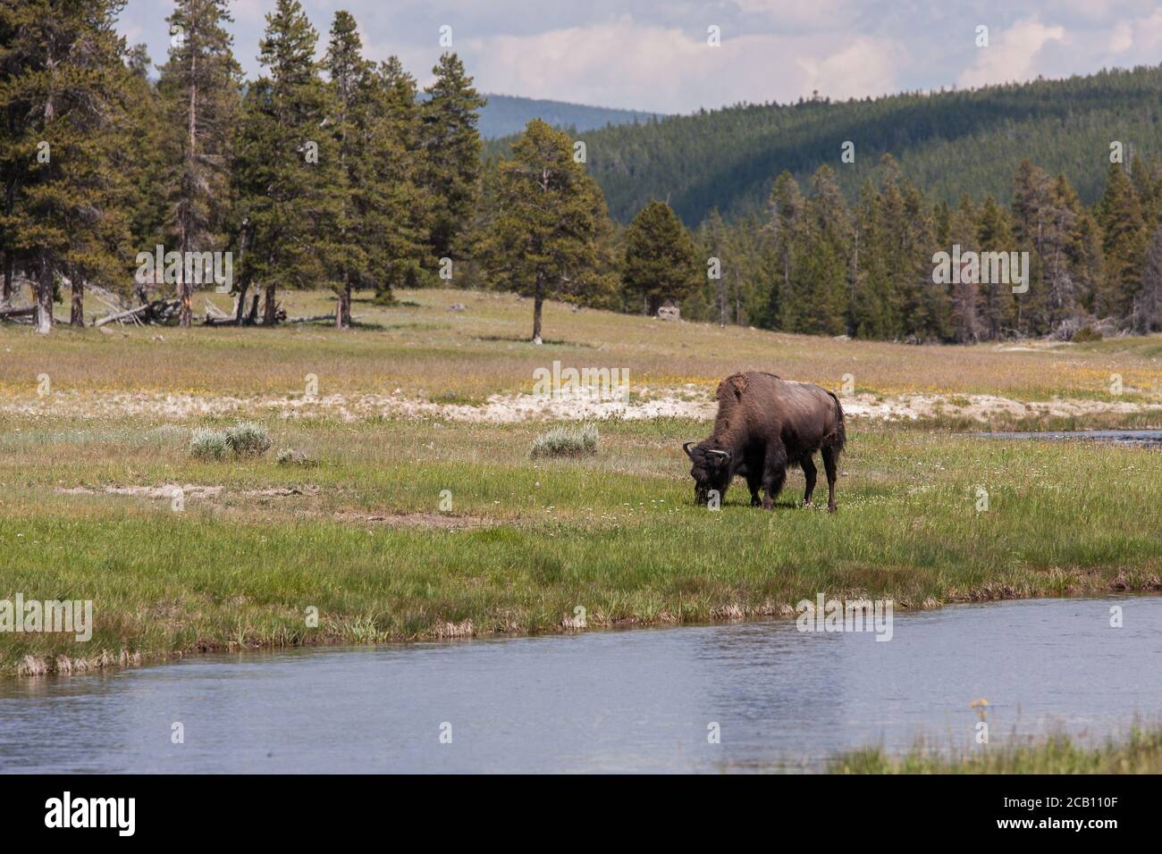 Bison next to a river in Yellowstone Stock Photo - Alamy