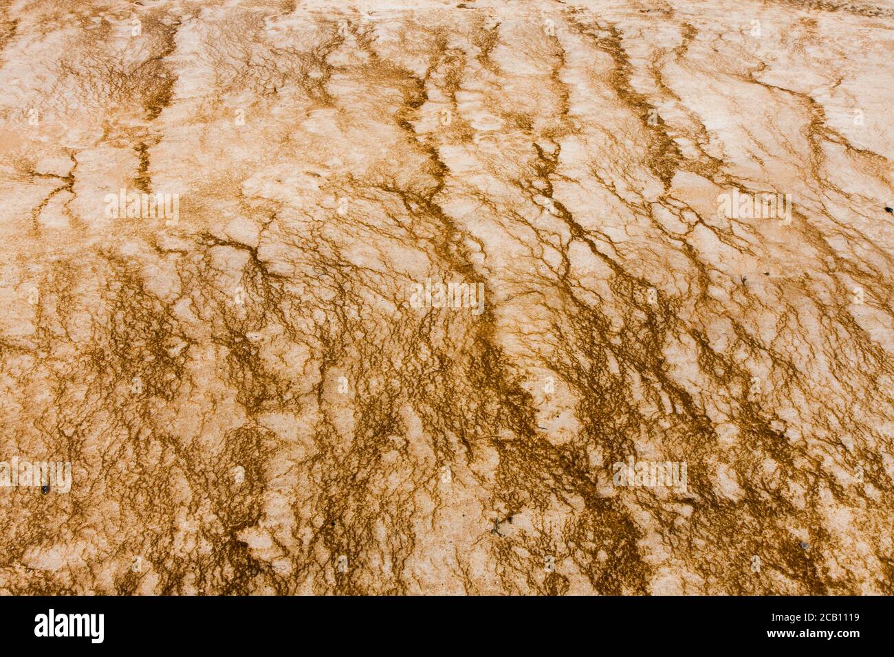 Microbial mat hi-res stock photography and images - Alamy