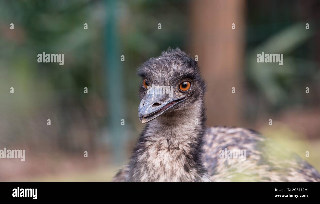 Emu portrait picture with beak, eye and neck Stock Photo - Alamy