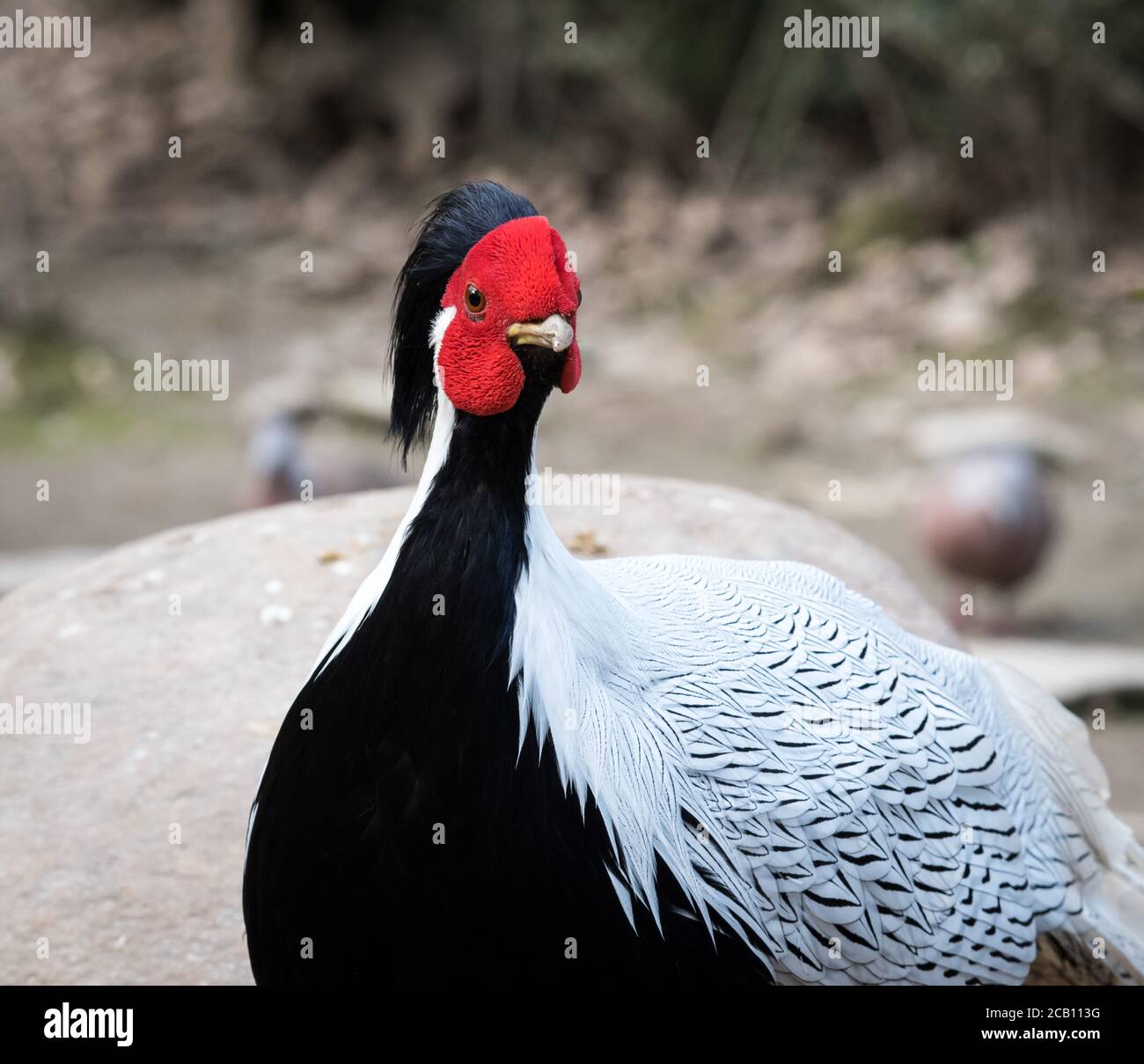 Black crested pheasant with read face and white body standing in the ...