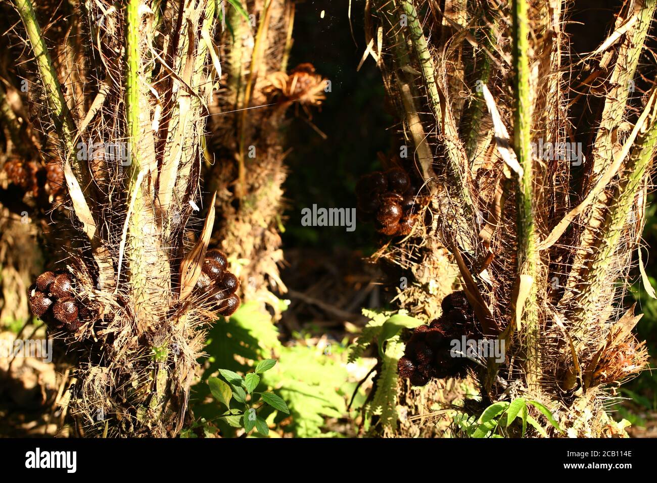 Salak pondoh hi-res stock photography and images - Alamy