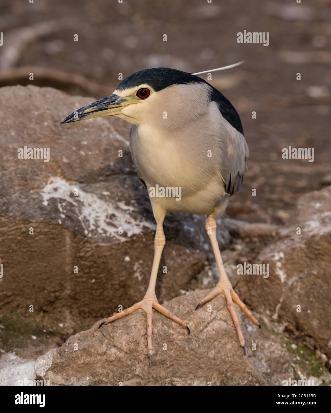 Bird with long toes hi-res stock photography and images - Alamy