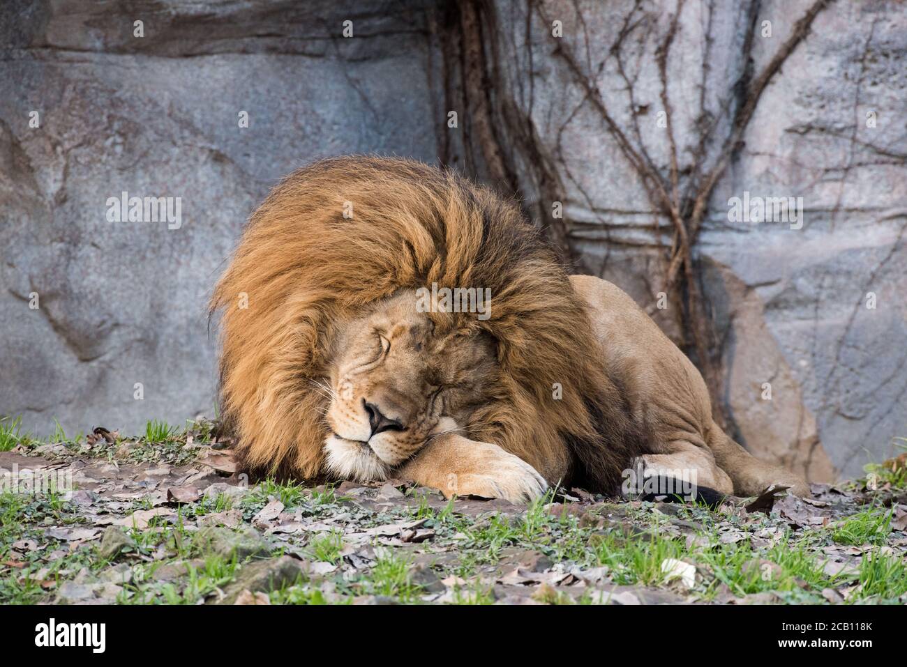 Male lion curled up sleeping with head lying on front legs Stock Photo ...