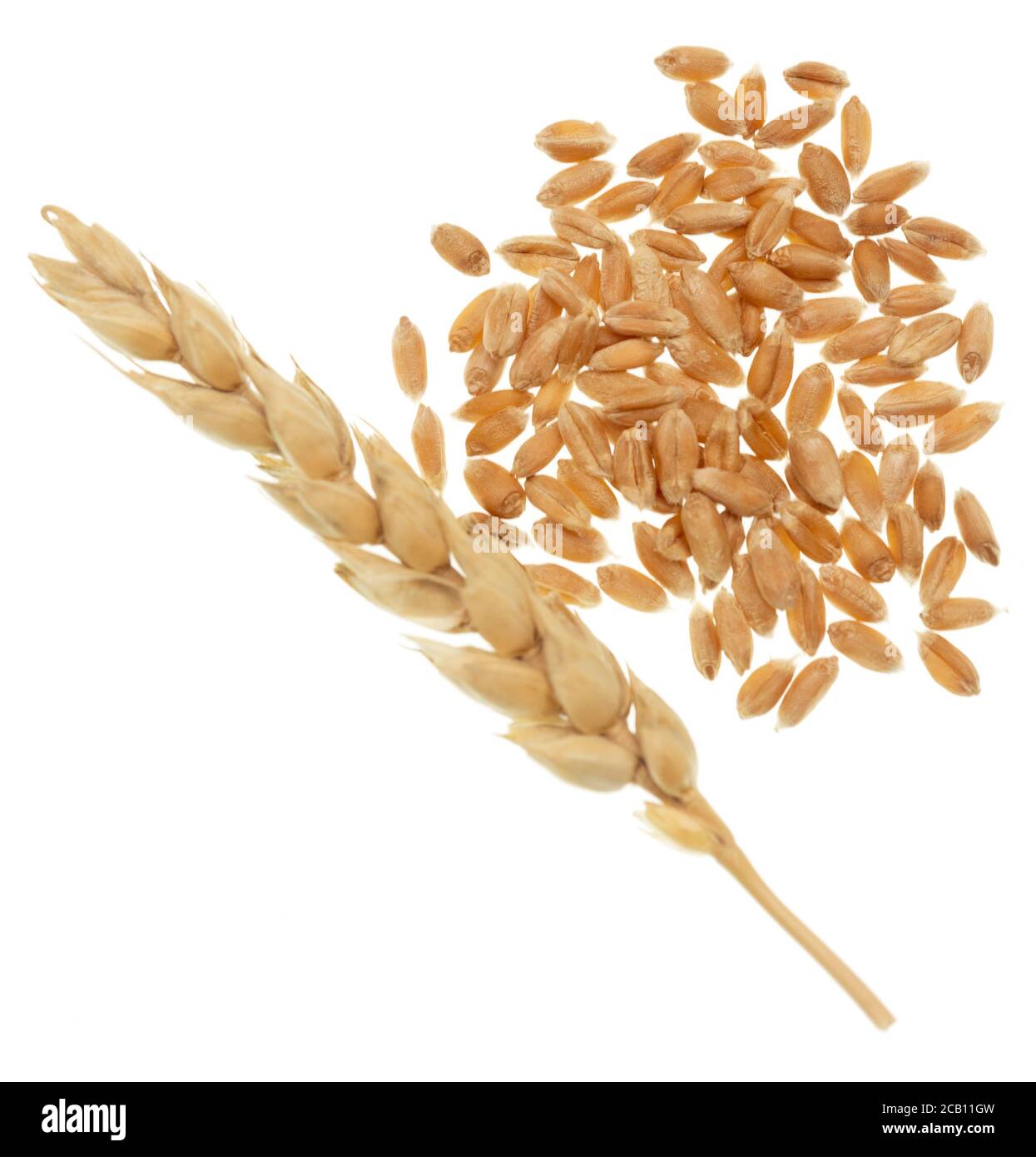 Wheat and grain isolated on white background Stock Photo - Alamy