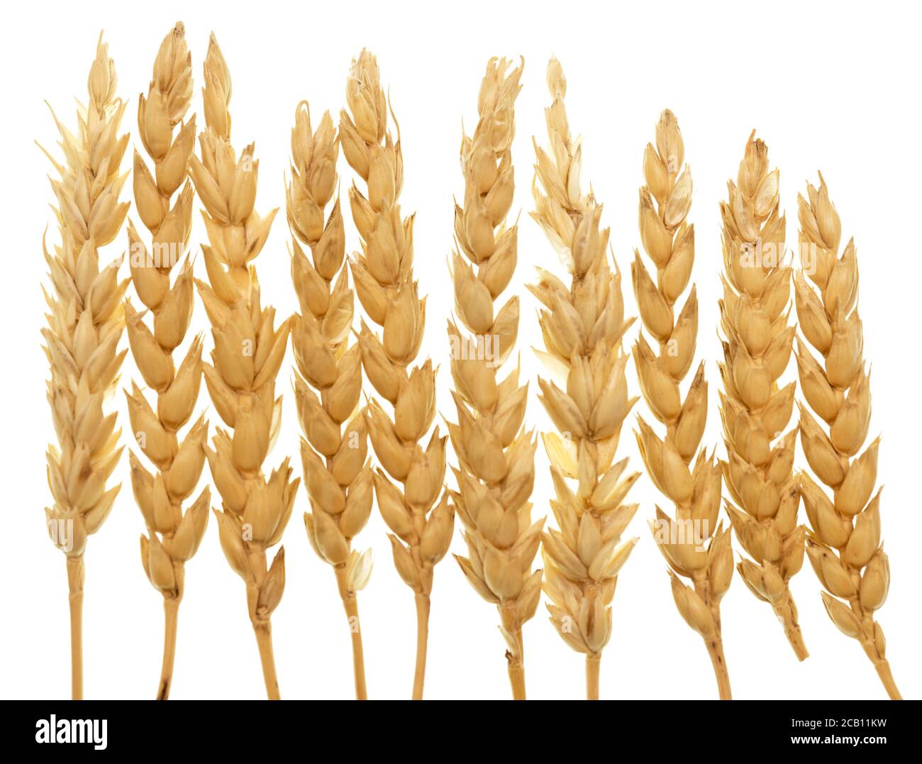 Wheat isolated on white background Stock Photo - Alamy