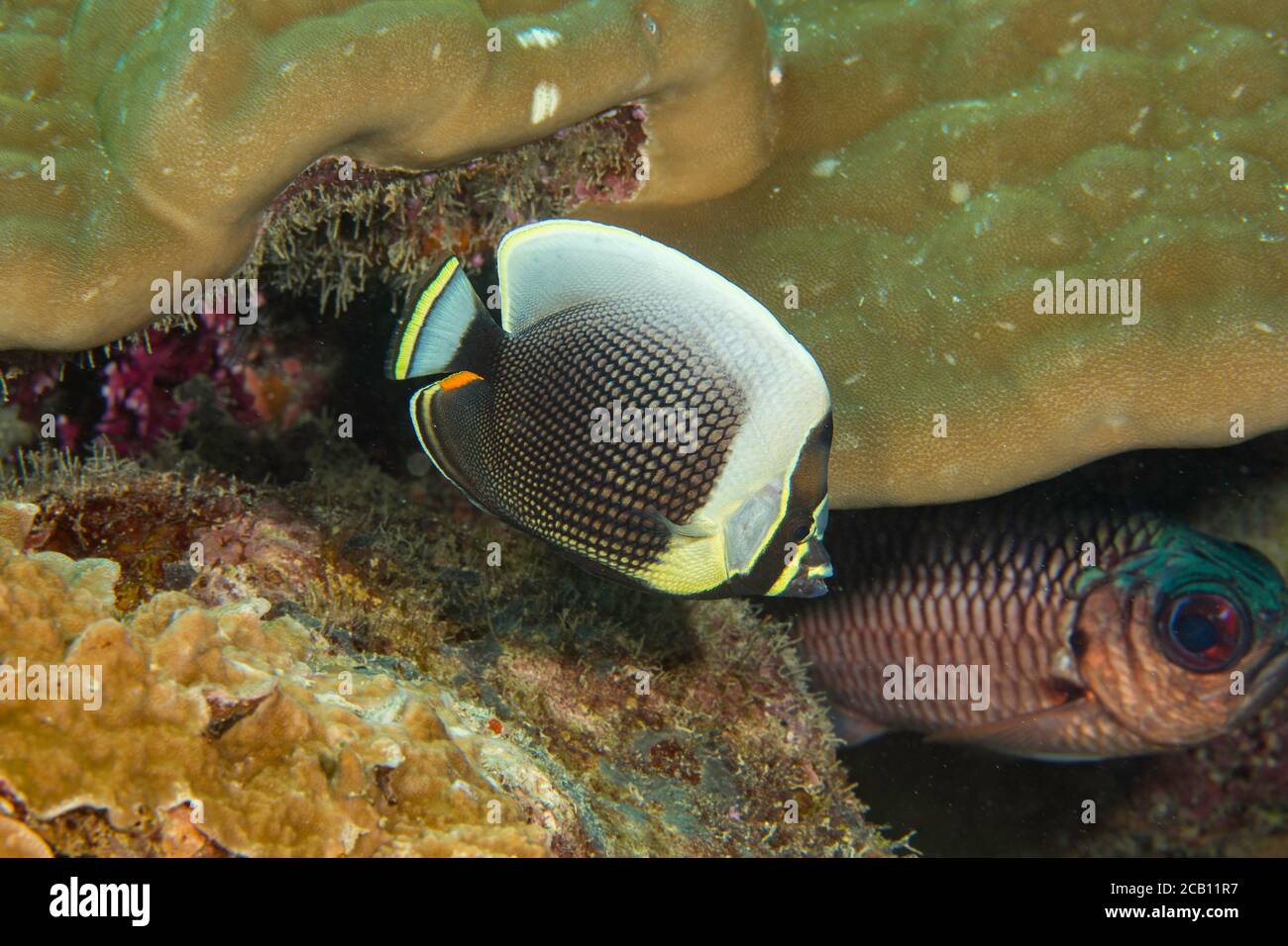Reticulated butterflyfish, Chaetodon reticulatus. The scrapes above the ...
