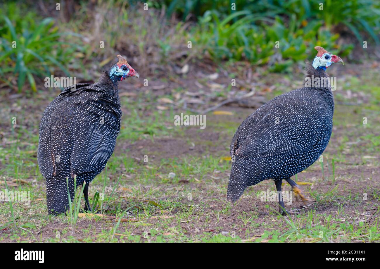 Helmeted guinea fowls standing on open grass Stock Photo - Alamy