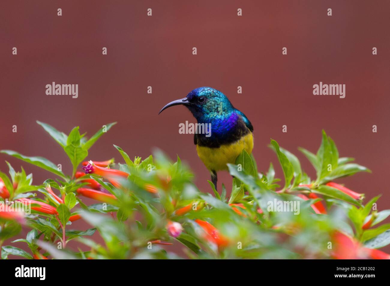 African garden birds hi-res stock photography and images - Alamy