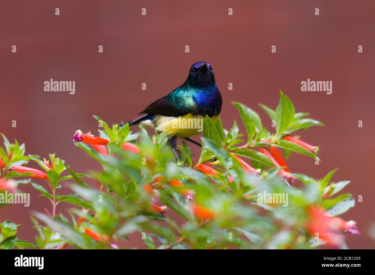 A male, Variable Sunbird, Cinnyris venustus a in garden, Karen, Nairobi ...