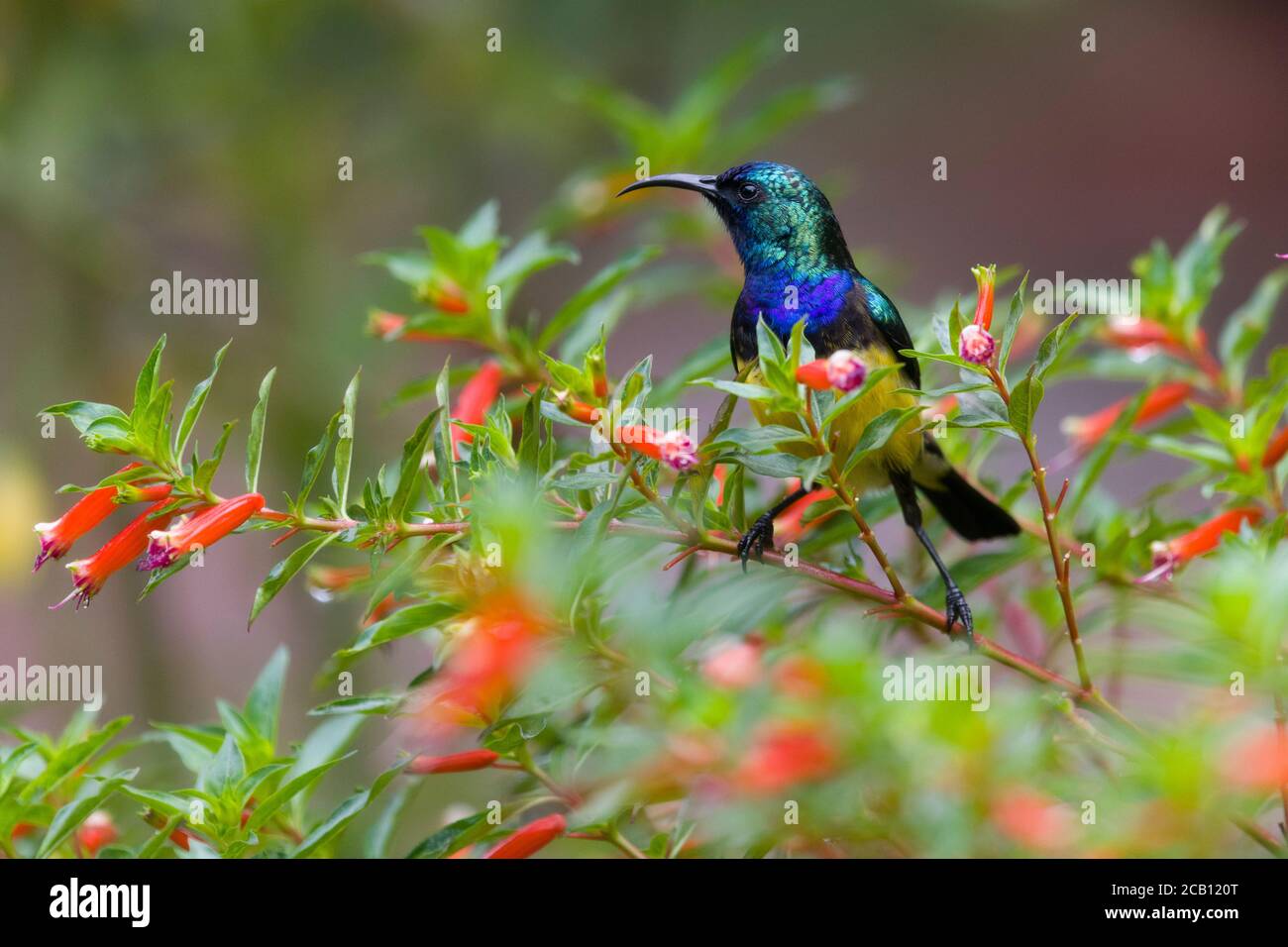 A male, Variable Sunbird, Cinnyris venustus a in garden, Karen, Nairobi ...