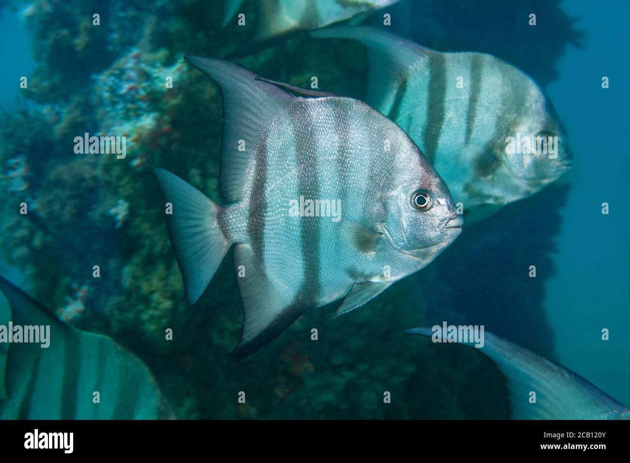 Atlantic spadefish, Chaetodipterus faber, are common in Florida and the ...
