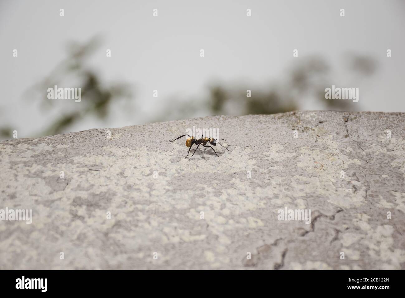 Beautiful golden color ant at Sumidero Canyon National Park deep ...