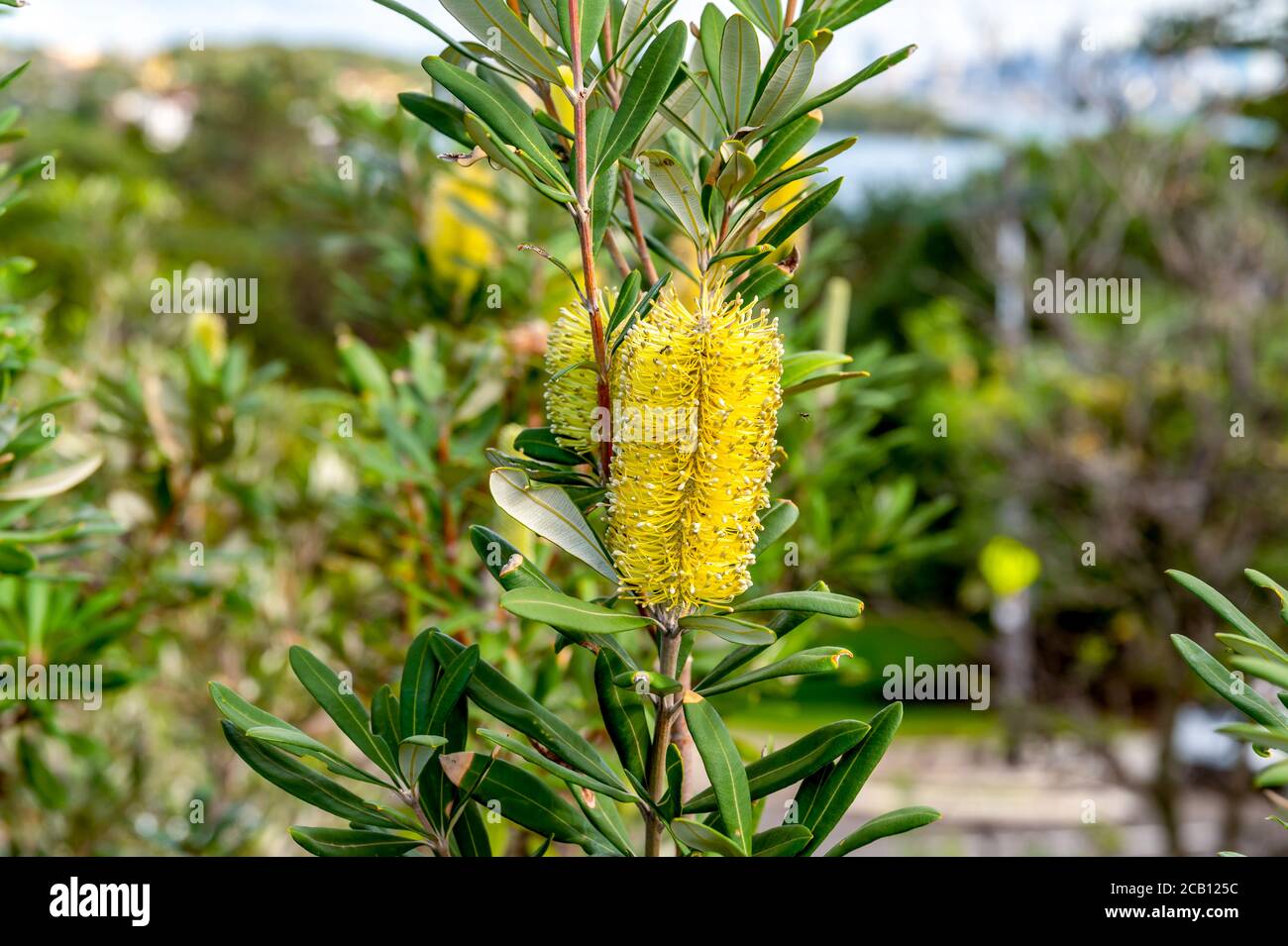 Australia Native Flower Yellow Banksia Stock Photo - Alamy
