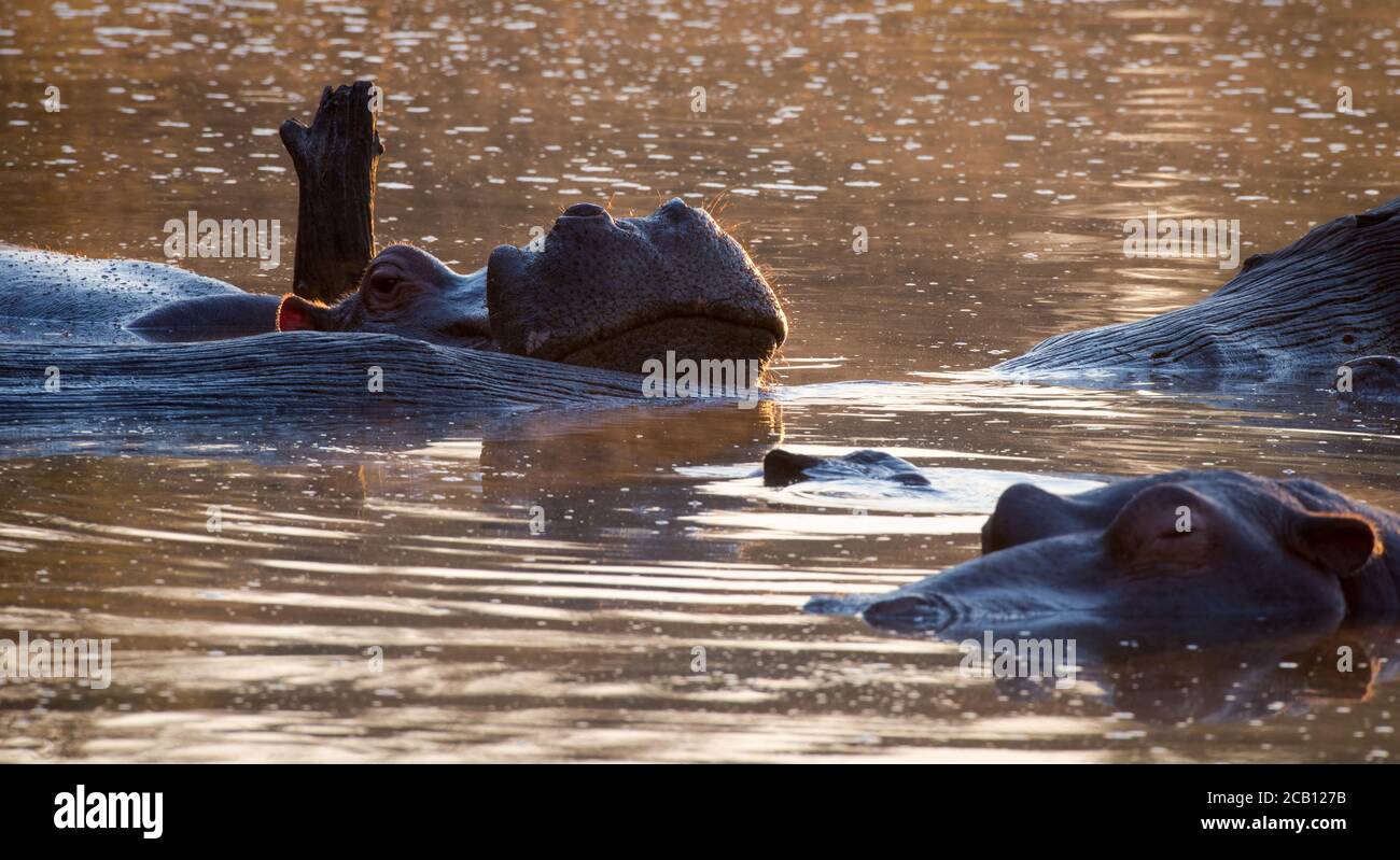 Sleeping hippo hi-res stock photography and images - Alamy