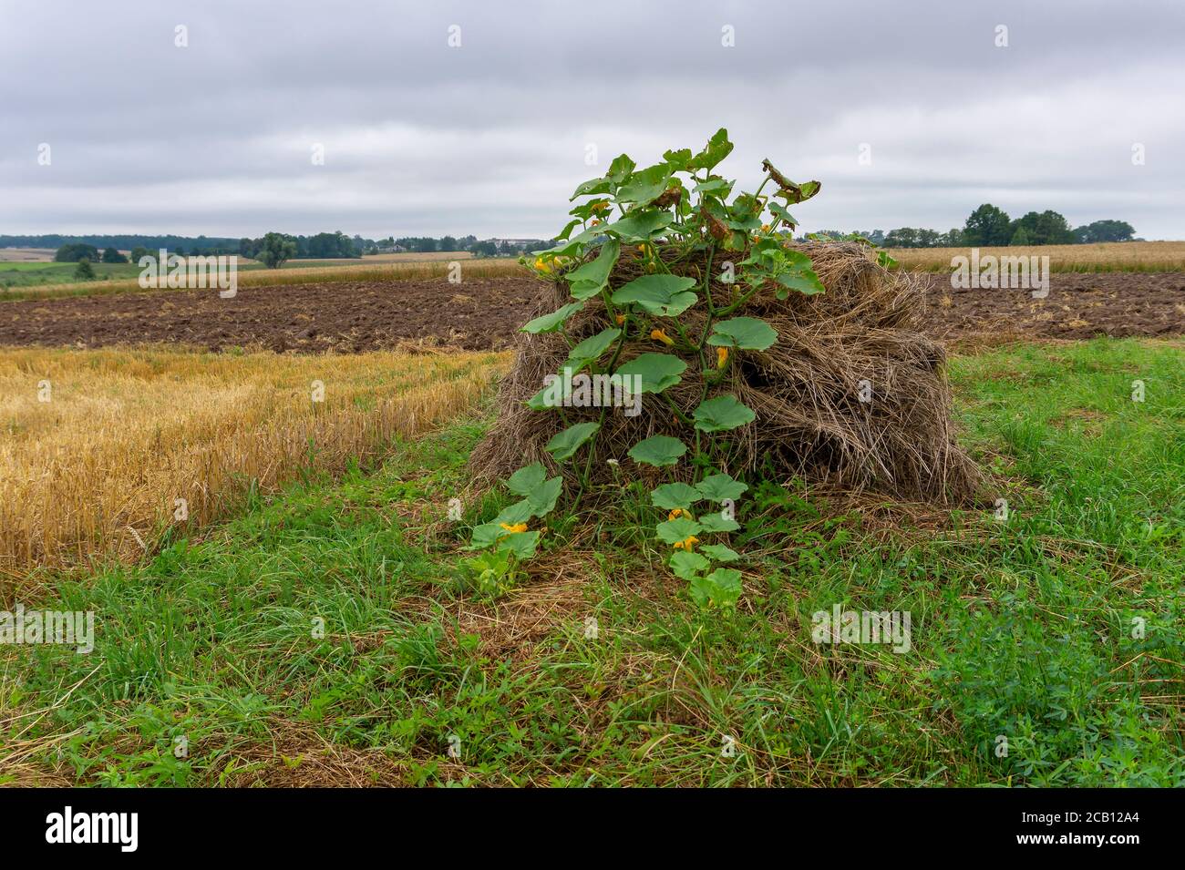 Old hay bale with the vine of a squash growing from the top alongside a ...