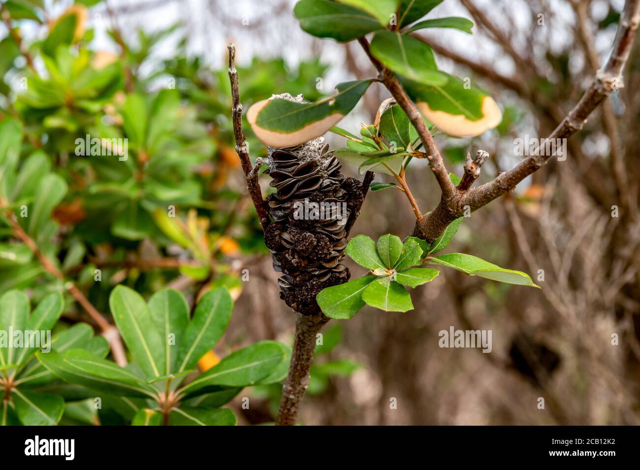 Australian native seed pod hi-res stock photography and images - Alamy