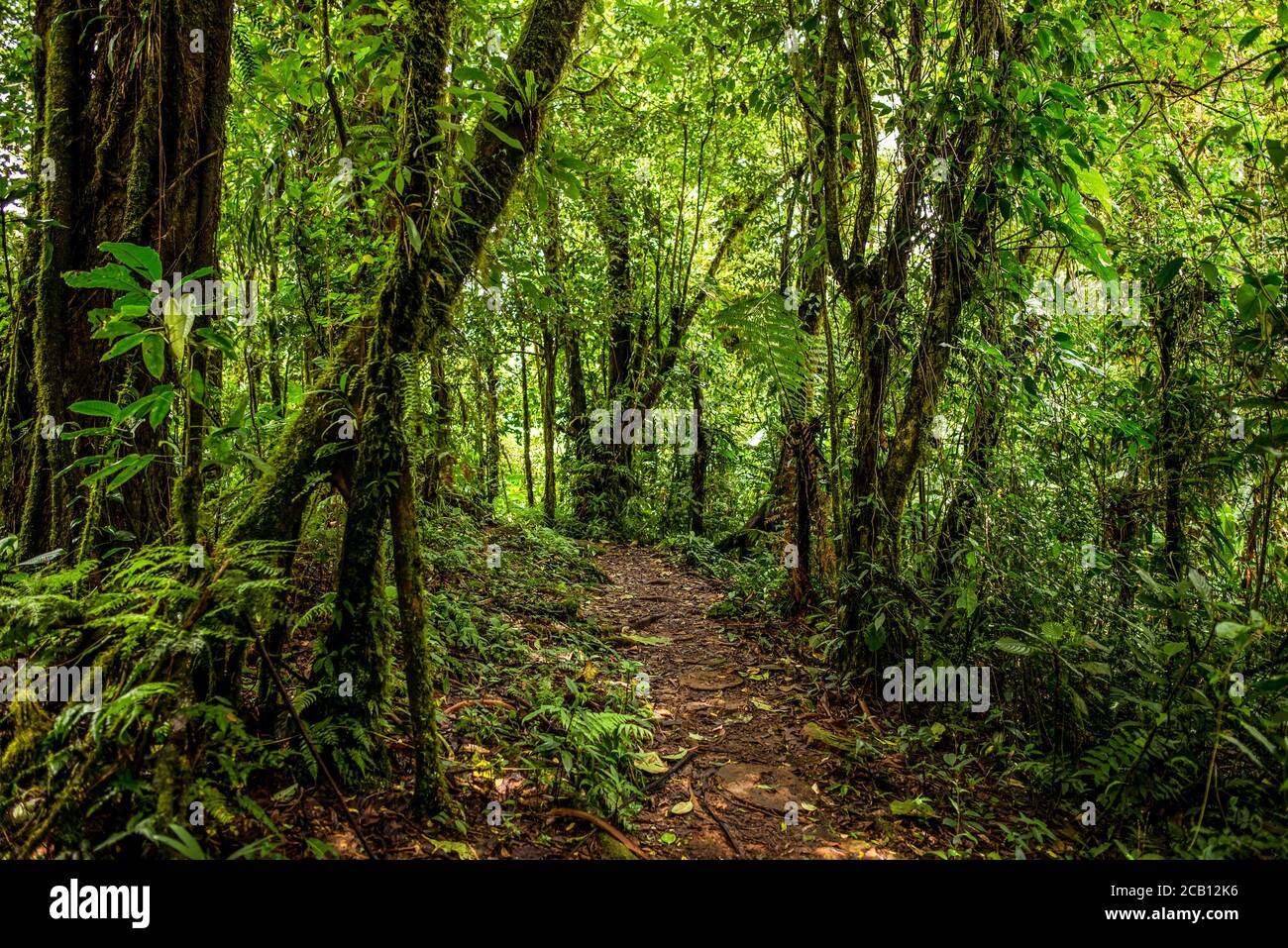 dirt trail surrounded by tropical forest on the ascent to Cerro Chato ...
