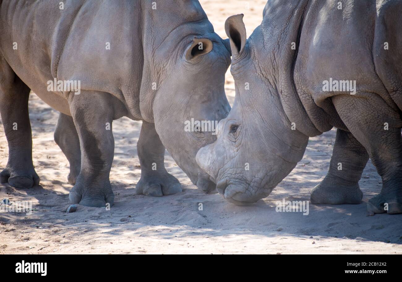 Rhino juveniles in playful mood having their heads next to each other ...