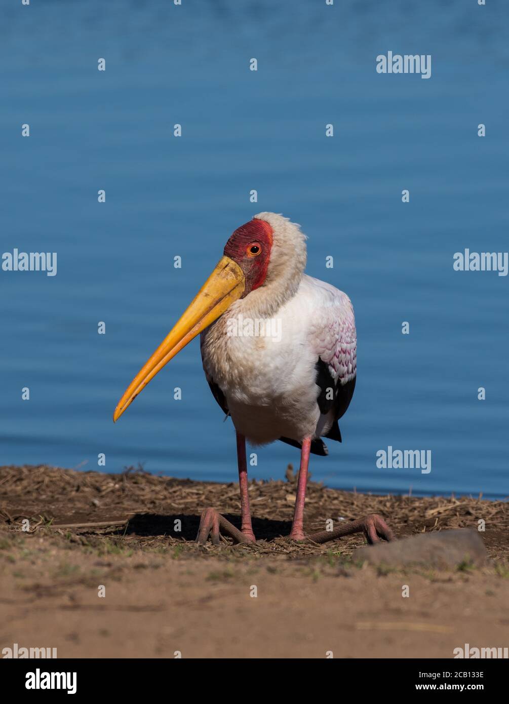 Yellow billed stork next to the water with its legs bended in Stock ...