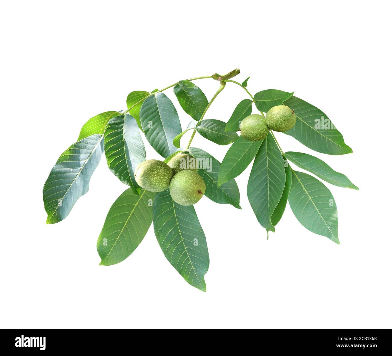 Branch with leaves and green walnuts (Juglans regia, Persian walnut ...