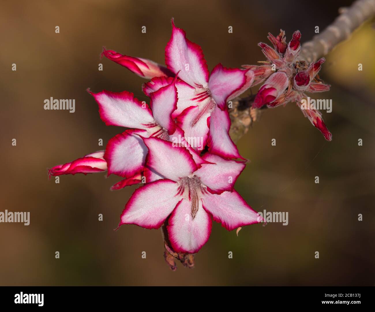 Impala Lily Flower Africa High Resolution Stock Photography and Images ...