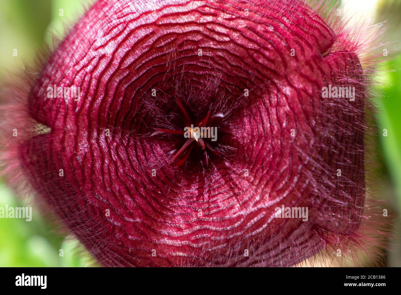 Stapelia nobilis flower, close up Stock Photo - Alamy