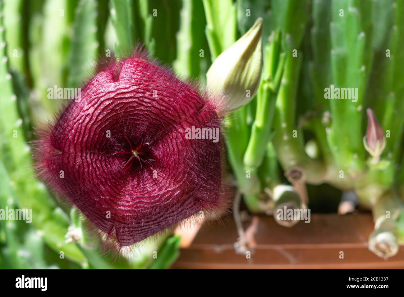 Starfish flower stapelia gigantea hi-res stock photography and images ...