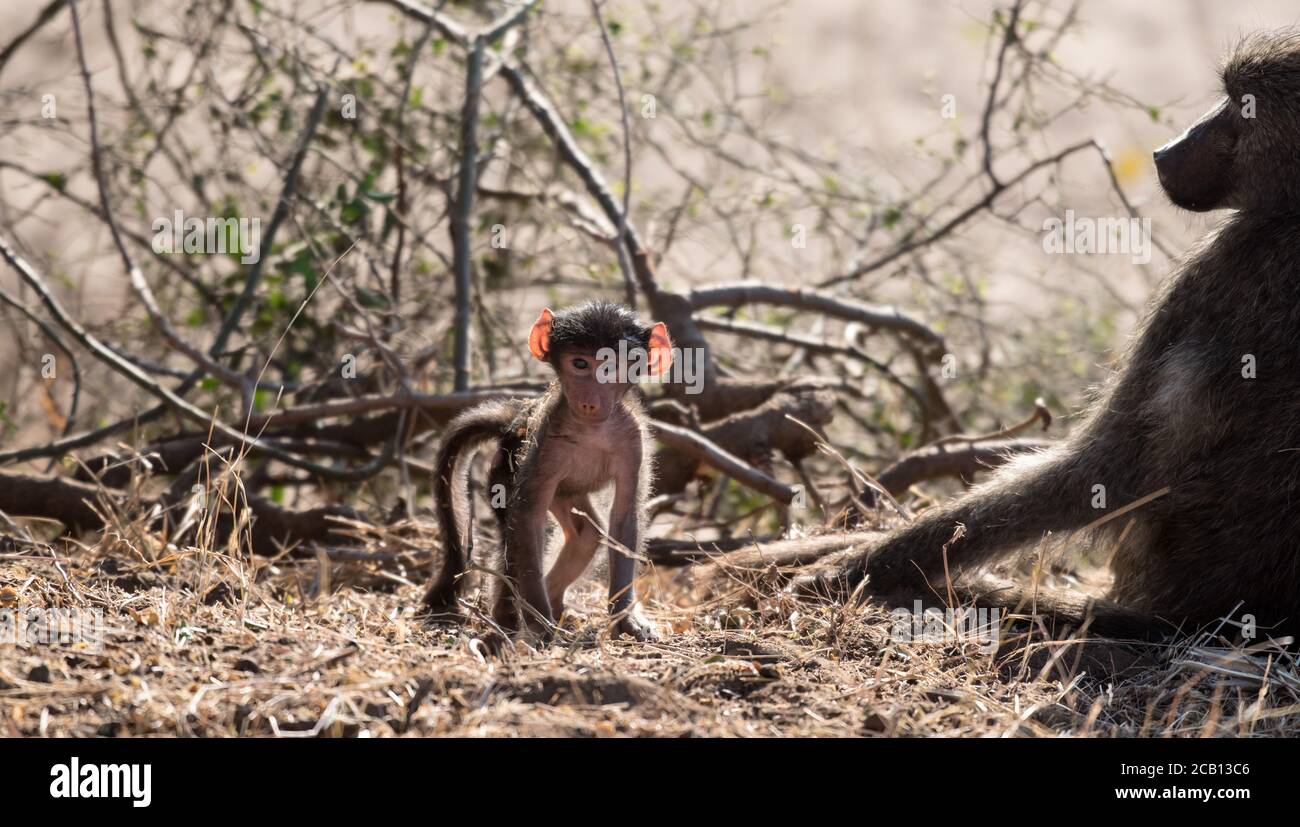 Small Baboon with mother Stock Photo - Alamy