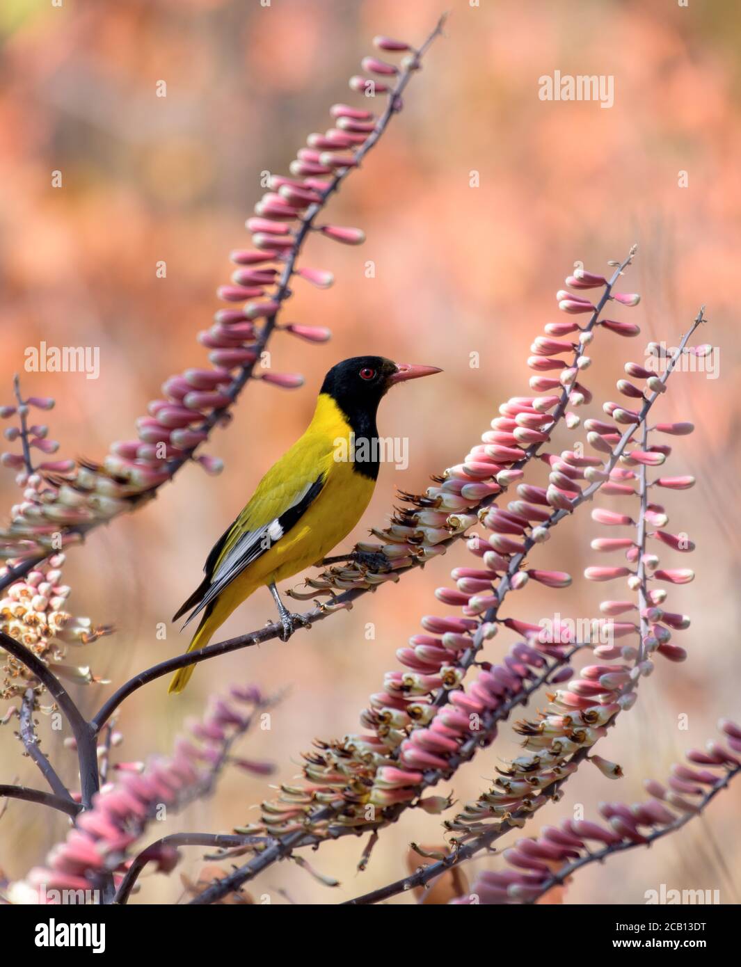 Black headed oriol hi-res stock photography and images - Alamy