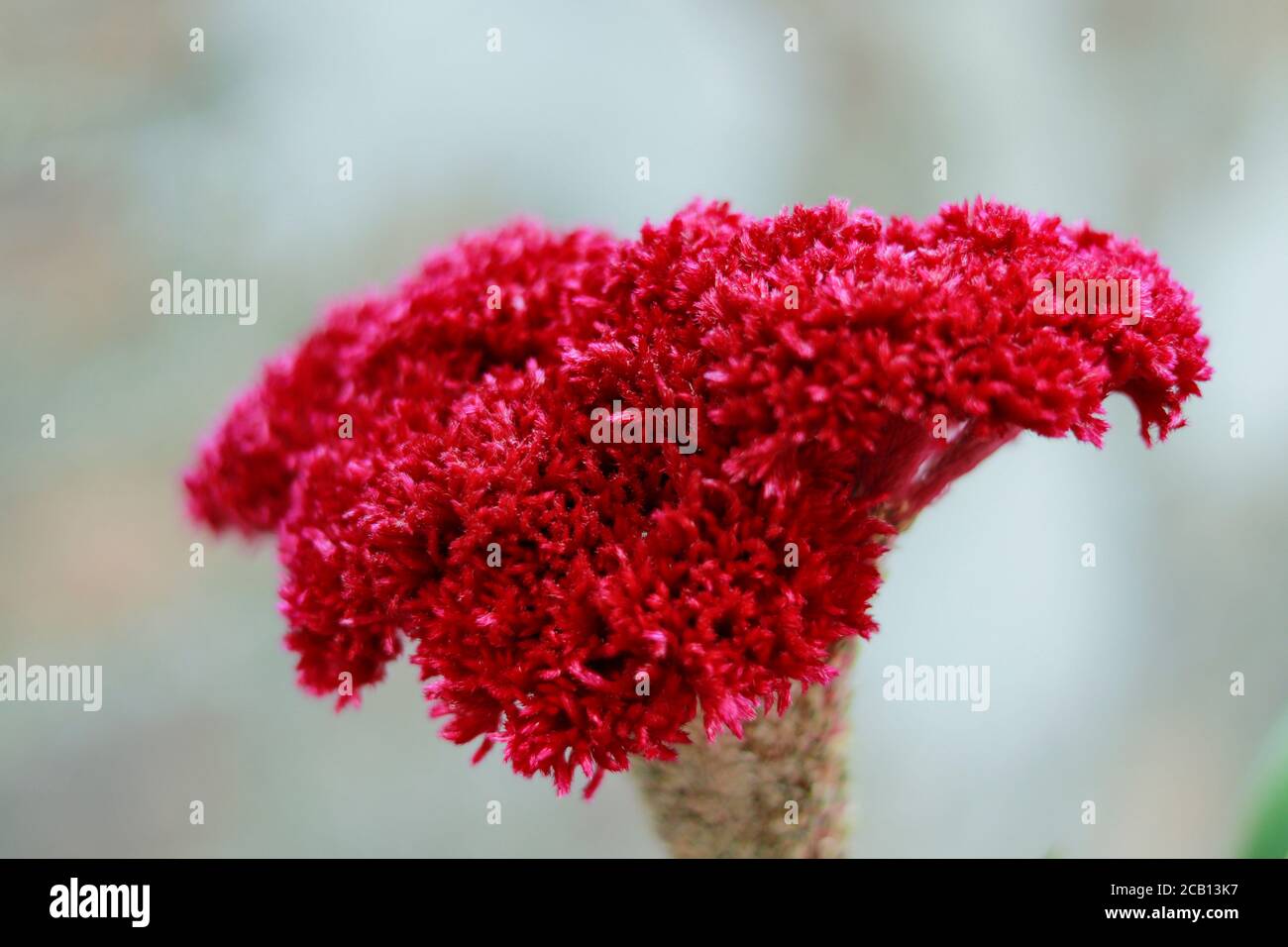 Velvet poppy hi-res stock photography and images - Alamy