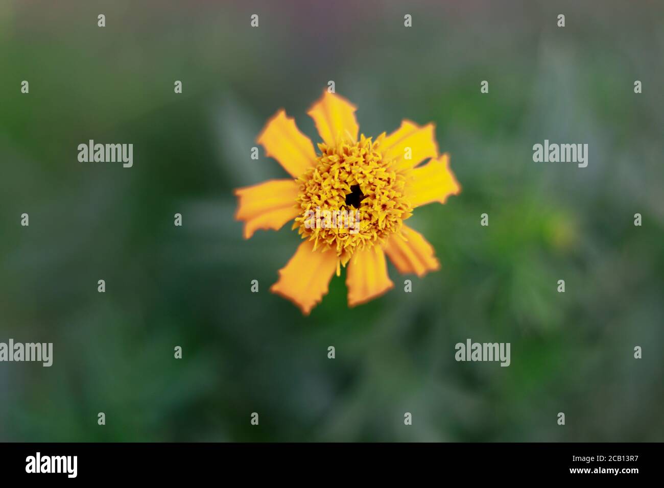 Yellow Sun Flower Stock Photo - Alamy