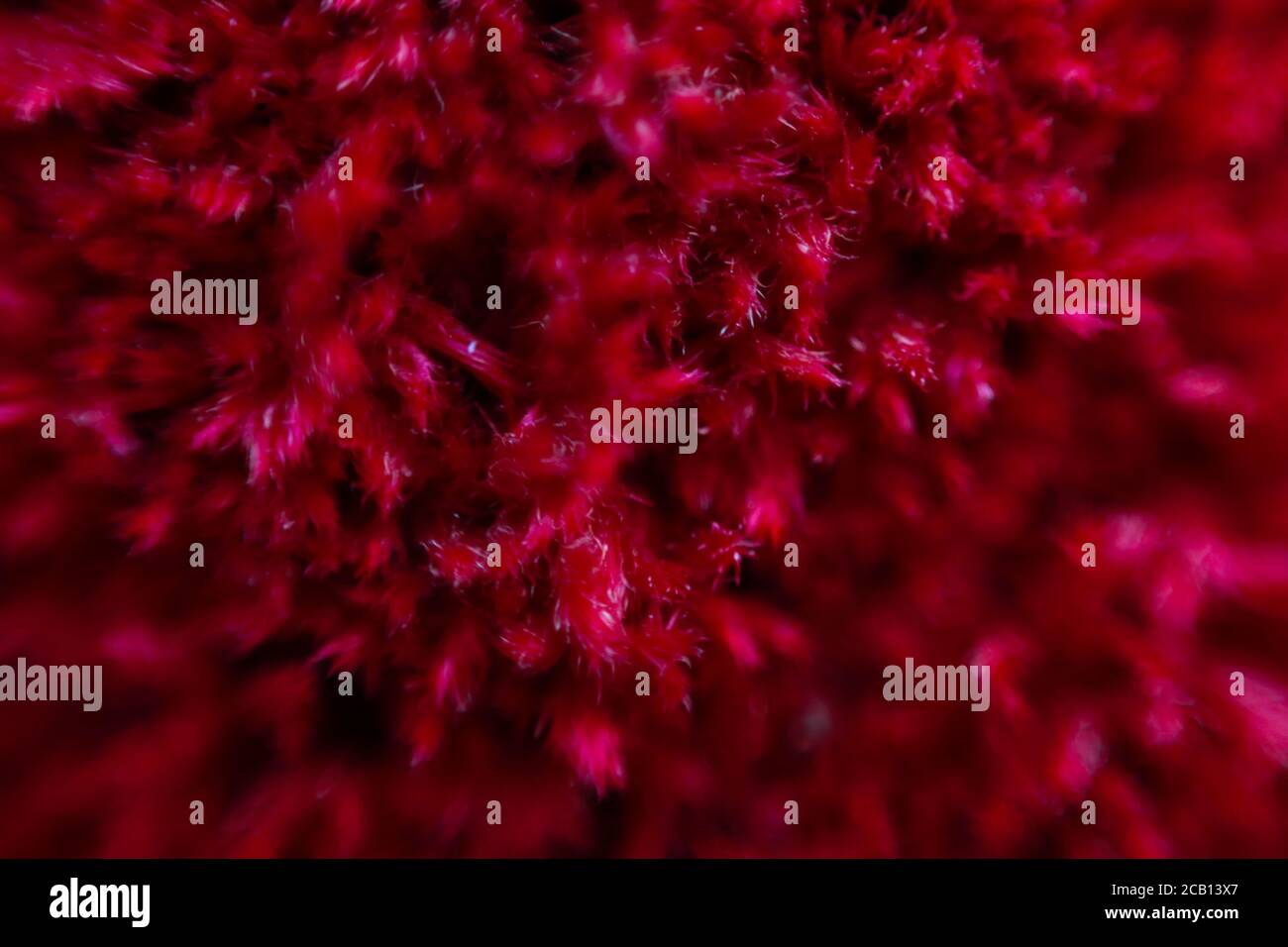 Micro graden hi-res stock photography and images - Alamy