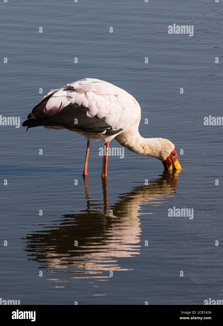 yellow billed stork with its long beak in the water and its reflection ...