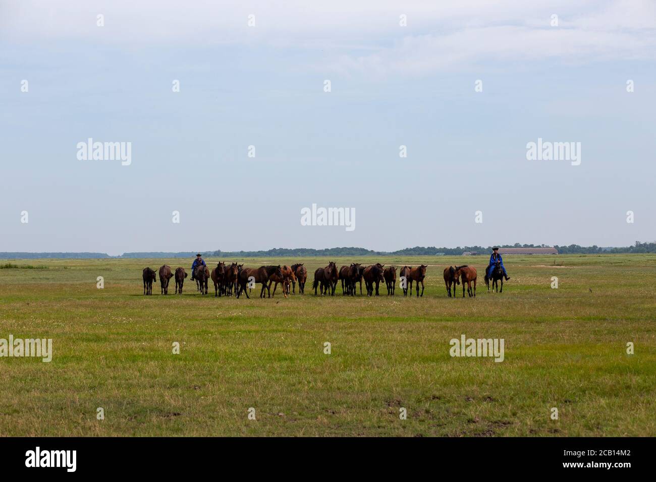 Nonius horses from Hortobagy, rural Hungary Stock Photo - Alamy
