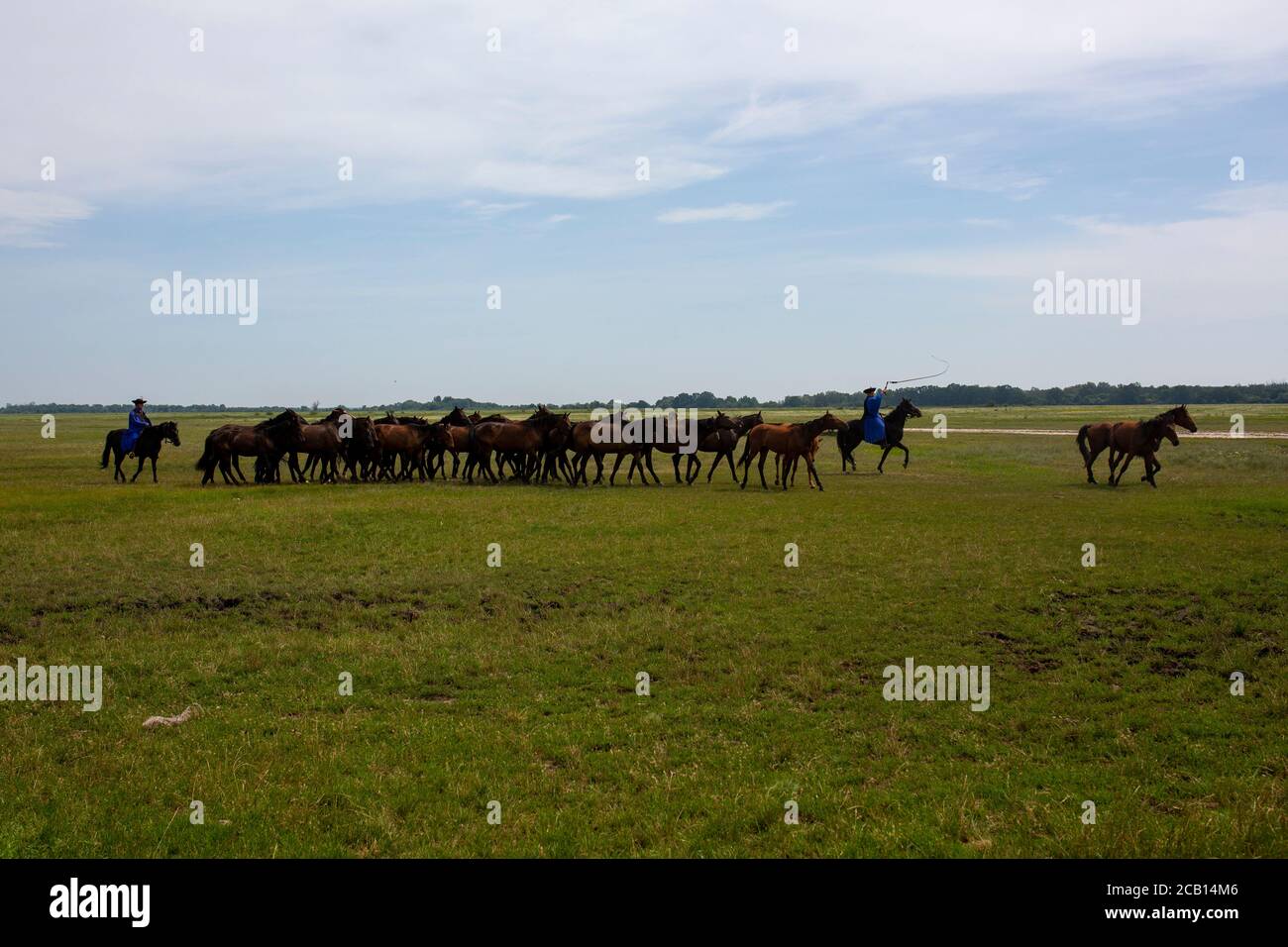 Nonius horse hi-res stock photography and images - Alamy