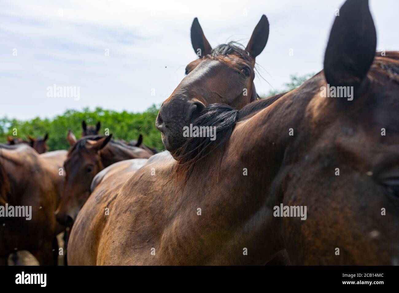 Nonius horse hi-res stock photography and images - Alamy