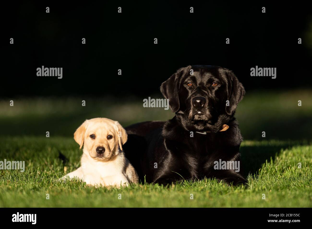 A Black Labrador retriever with a Yellow Lab puppy on a nice summer day ...