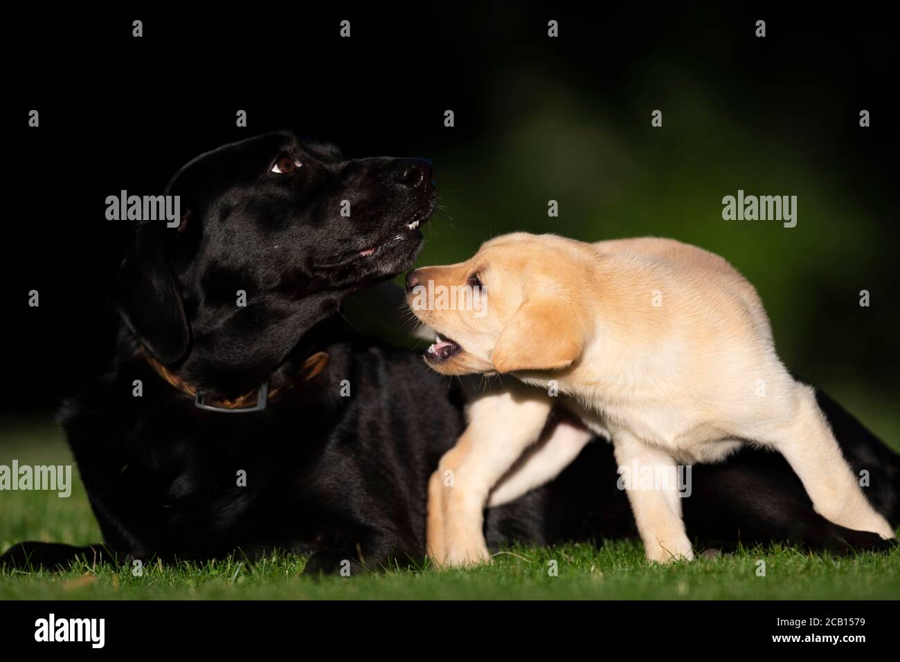 A Black Labrador Retriever with a Yellow Labrador Retriever Puppy Stock ...