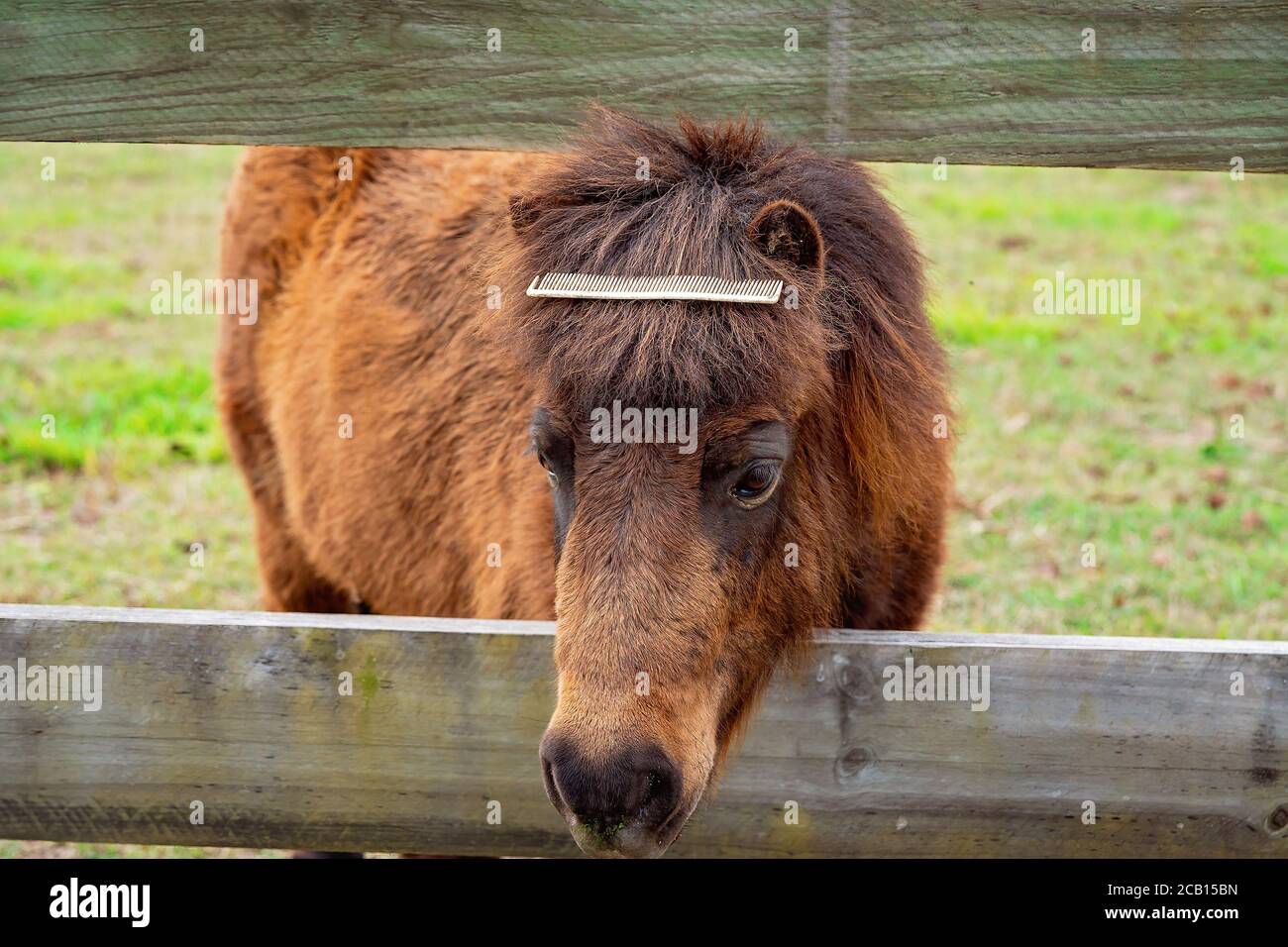 Horse withers mane hi-res stock photography and images - Alamy