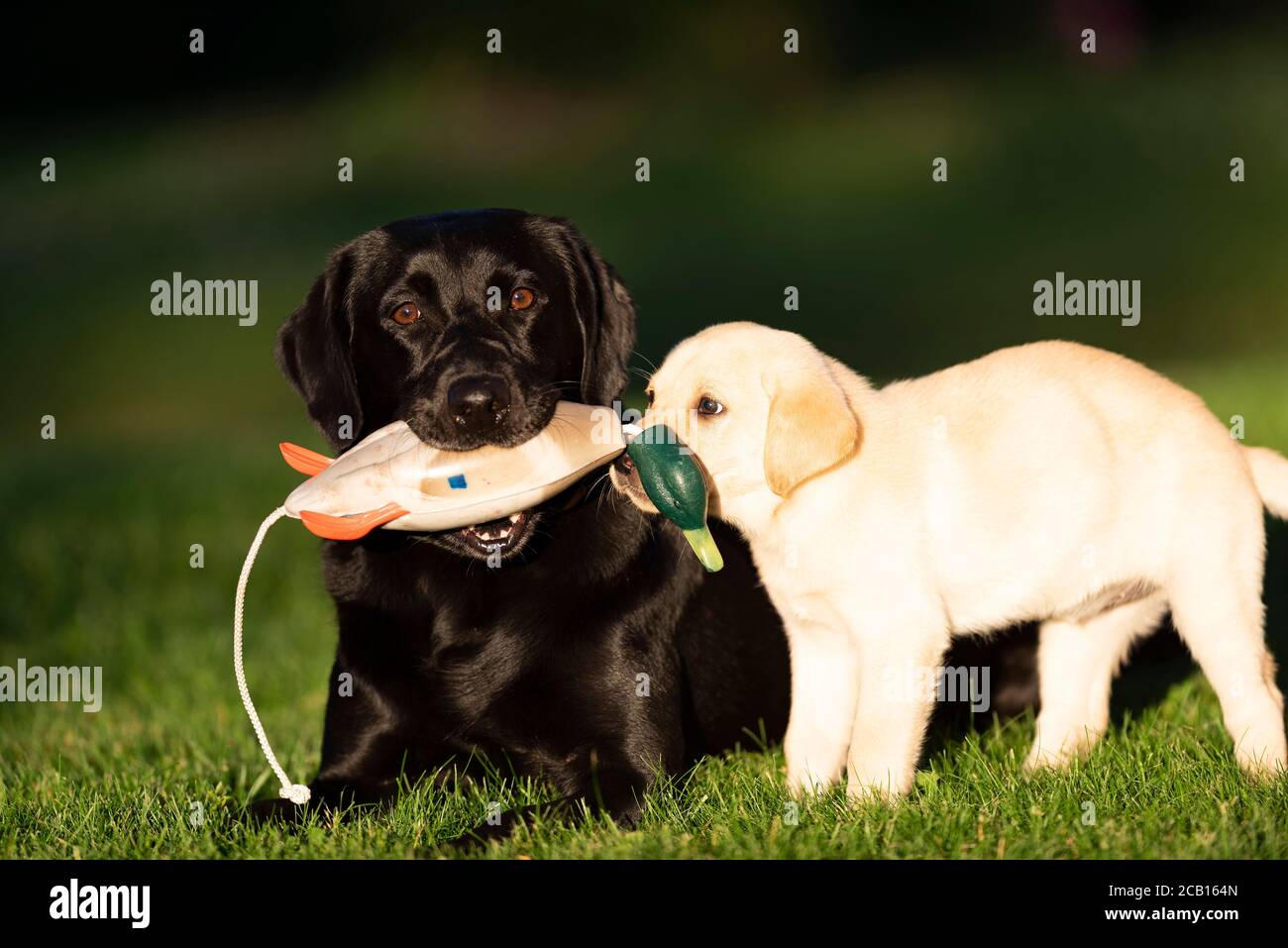 A Black Labrador Retriever with a Yellow Labrador Retriever Puppy Stock ...