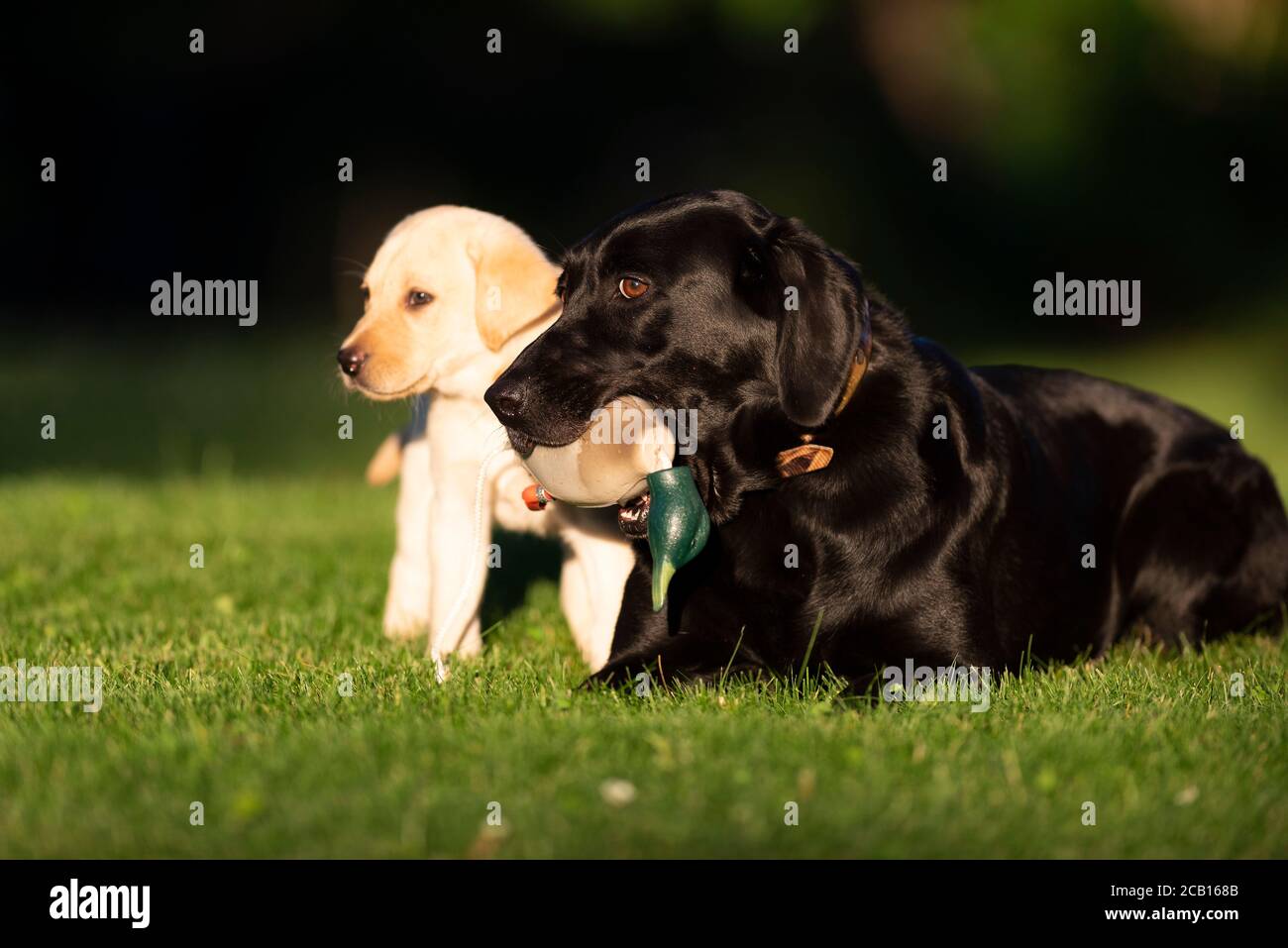 A Black Labrador Retriever with a Yellow Labrador Retriever Puppy Stock ...