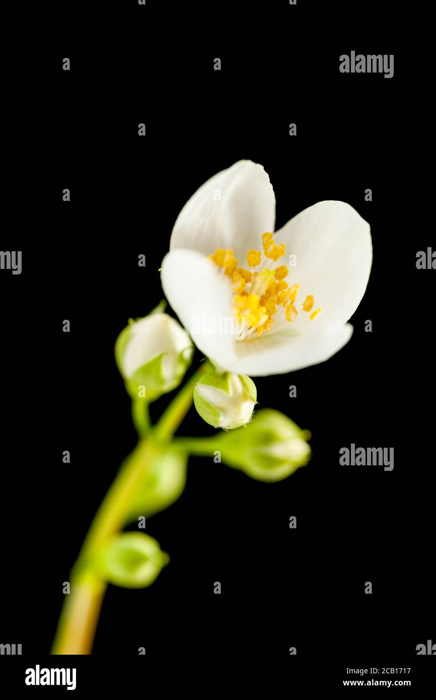 Studio close-up of a half-open flower with five buds of a European pipe ...