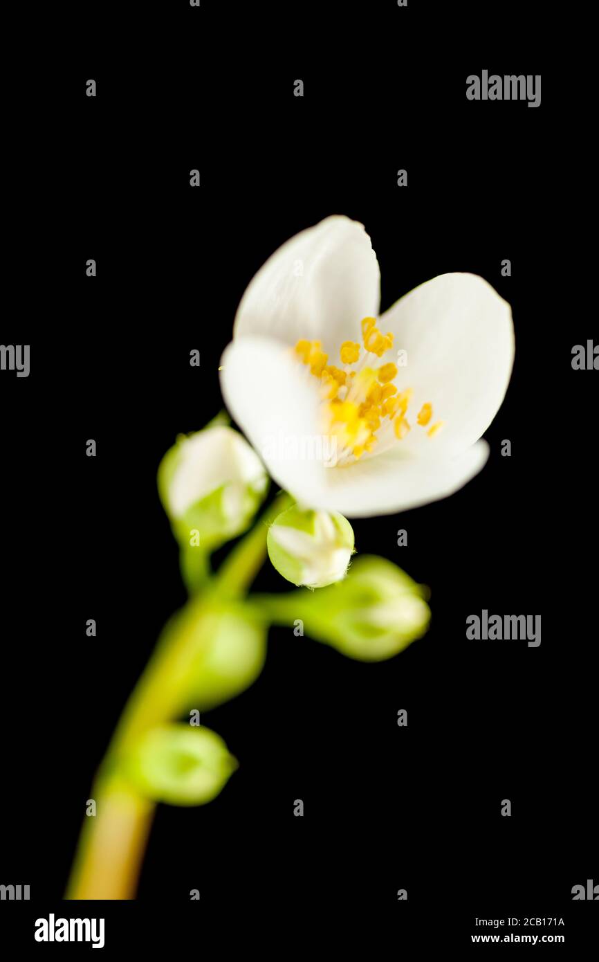 Aperture 3 8 hi-res stock photography and images - Alamy
