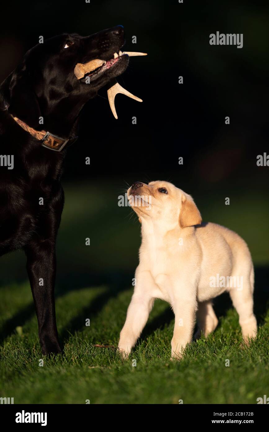 A Black Labrador Retriever with a Yellow Labrador Retriever Puppy Stock ...