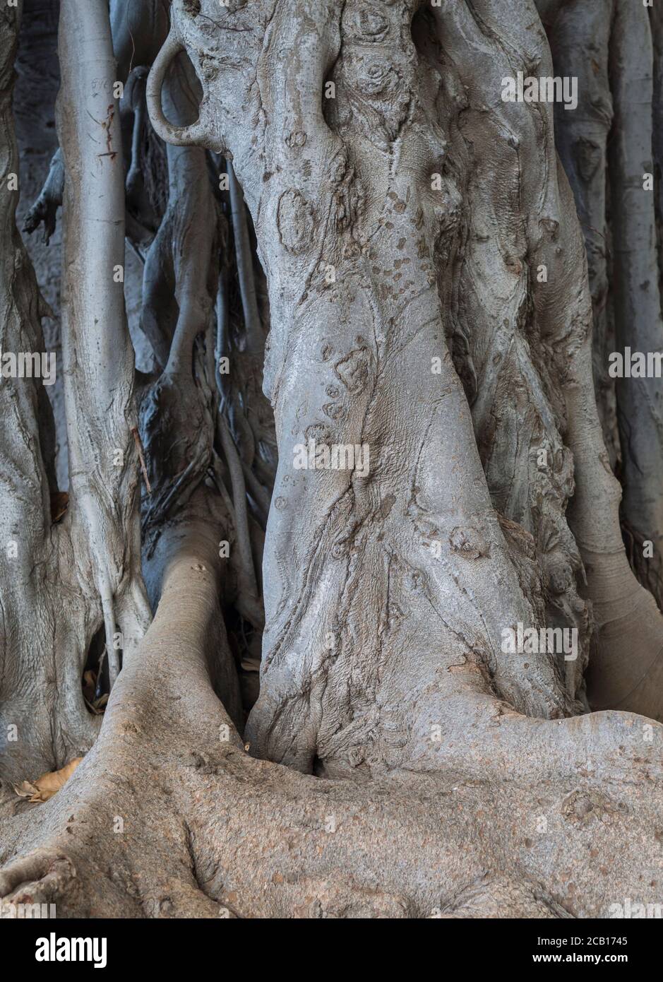 Detail of giant Ficus tree (Ficus macrophylla) tangle of roots and ...